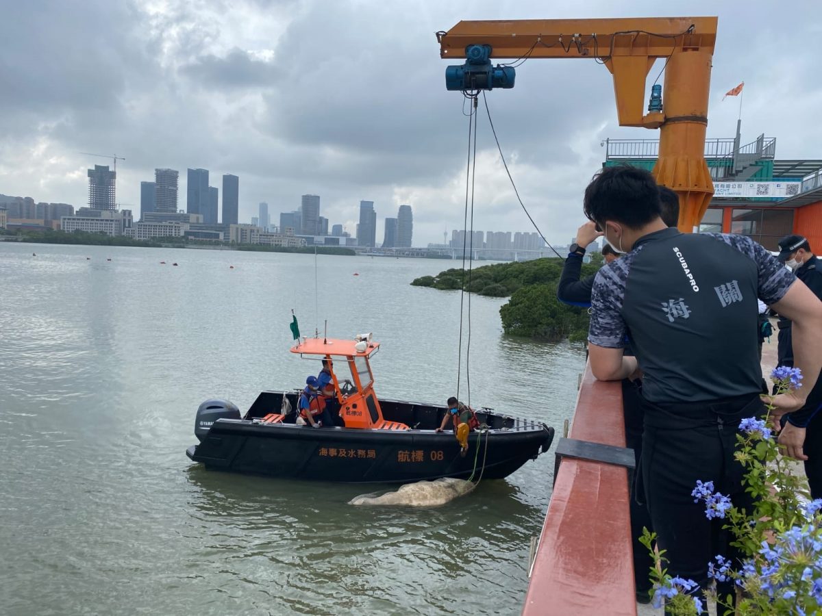 Dolphin carcass found off Coloane shore | Macao News