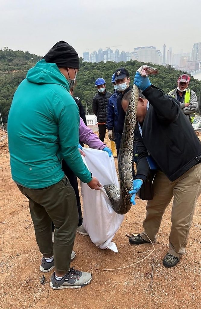 Three-metre python captured in Ka Ho | Macao News