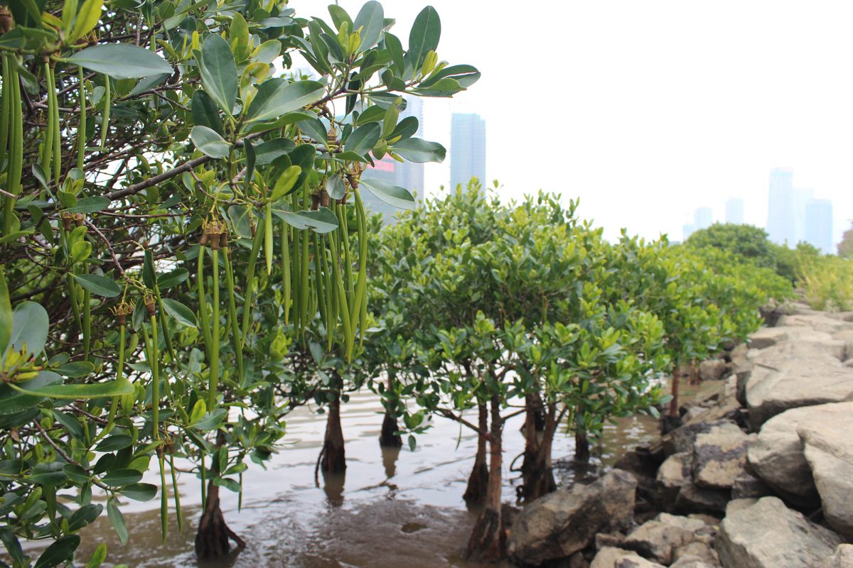 Why it’s crucial to protect and restore Macao’s mangroves