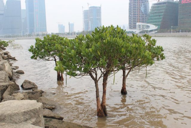Why it’s crucial to protect and restore Macao’s mangroves