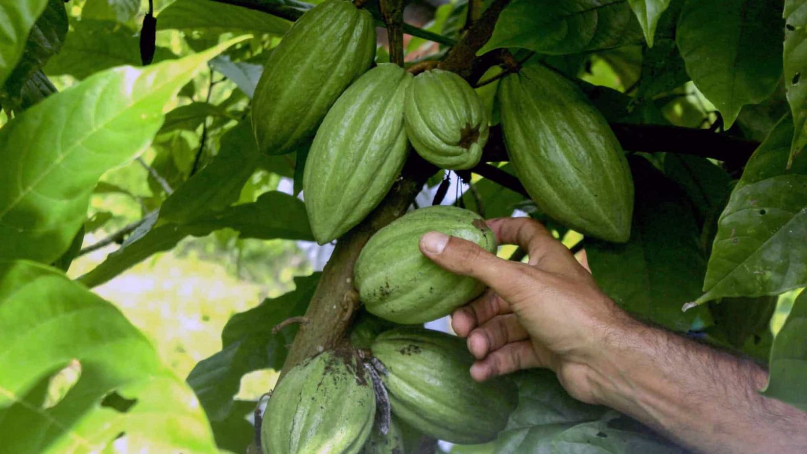 Angolan company opens new chocolate factory