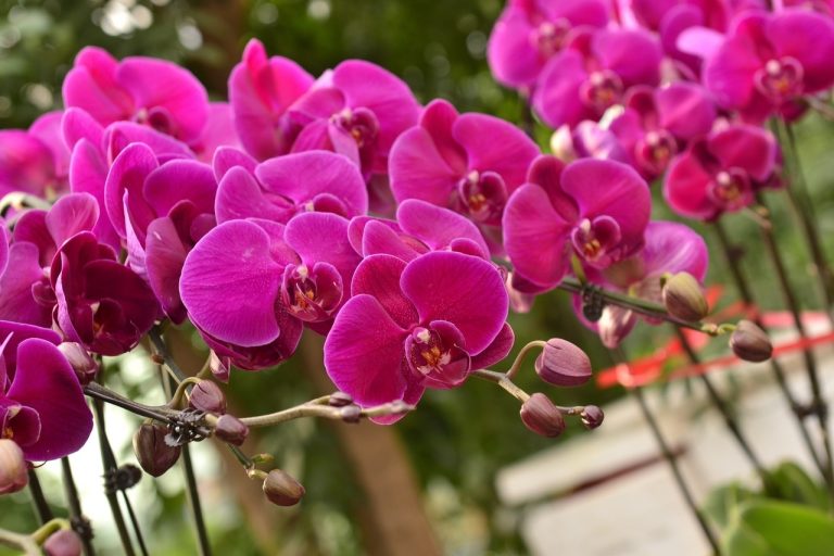 7 Chinese New Year traditions to fill your holiday with joy, luck and ...