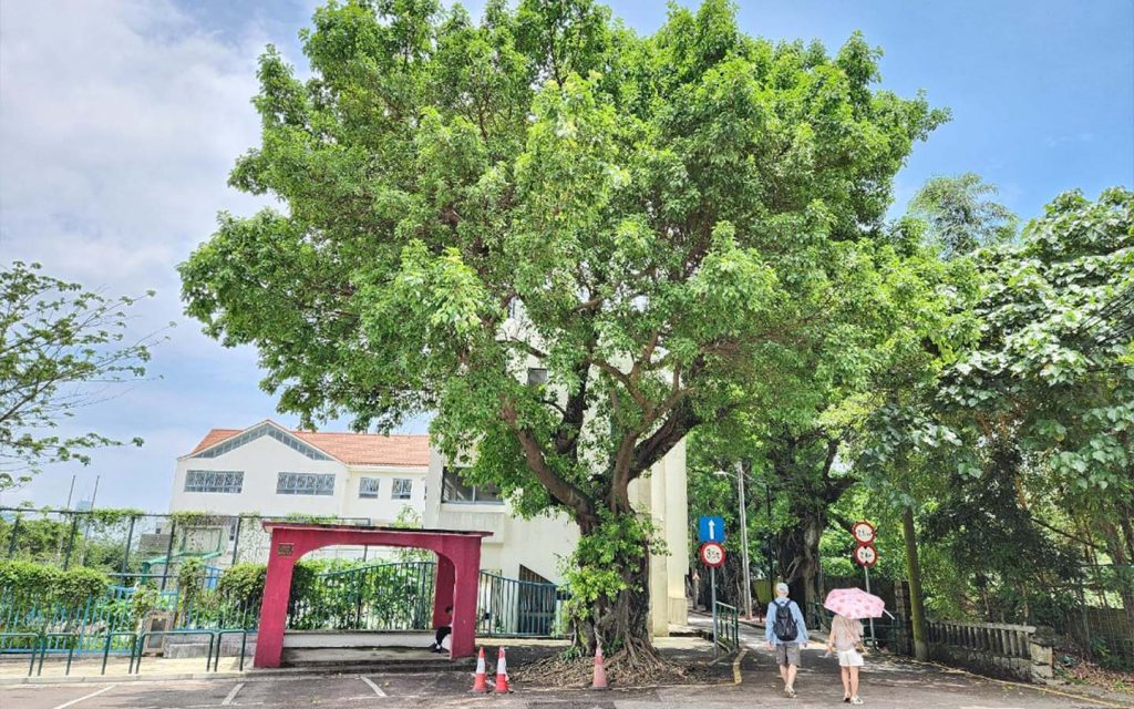 Macao government has put 12 more old trees on the protection list