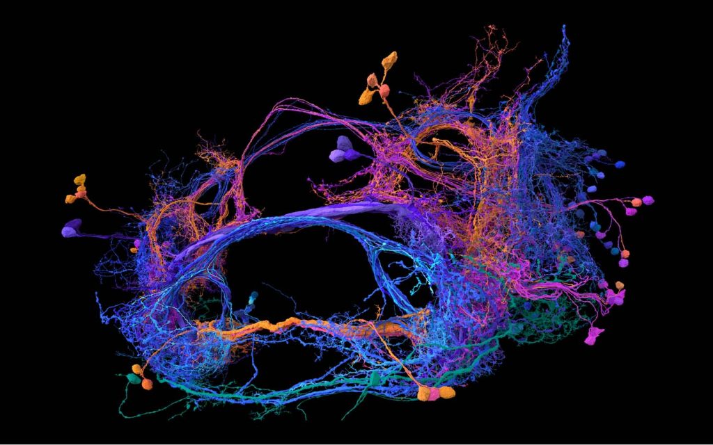 Stunning new map of fruit fly’s brain may unlock answers about our own