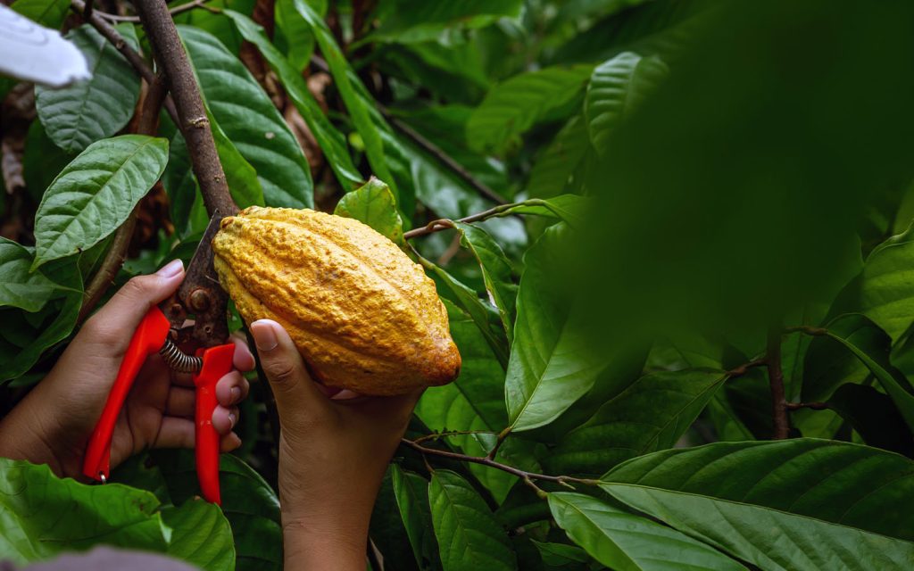Brazil pioneers a game-changing approach to cocoa production