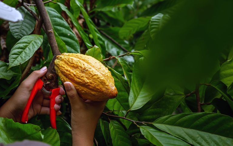 Brazil pioneers a game-changing approach to cocoa production