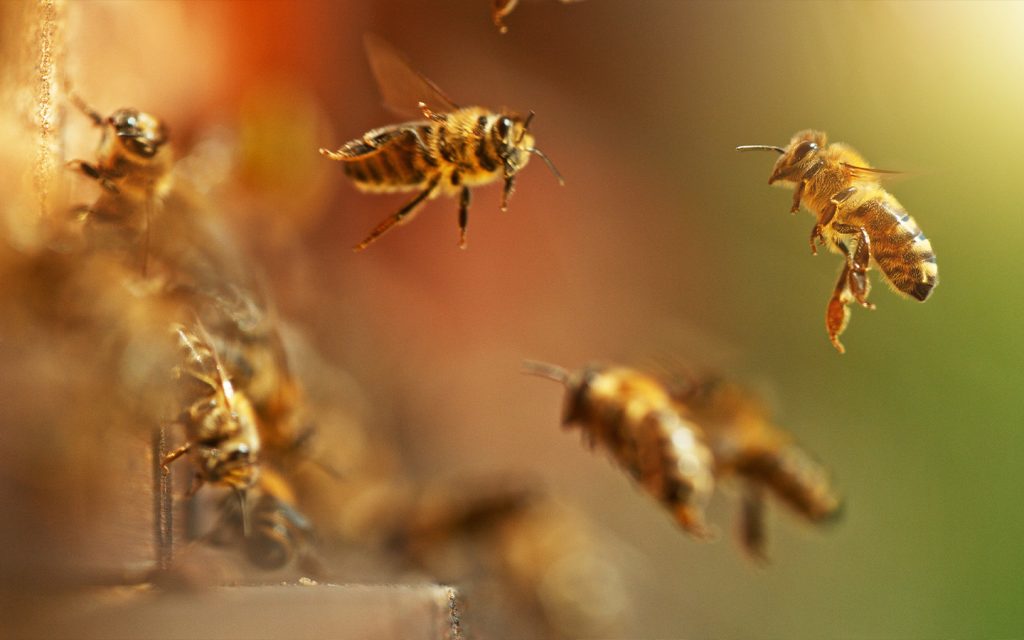 Chinese scientists are turning bees into tiny reconnaissance drones