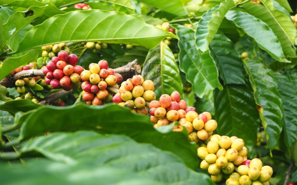 Brazil poised to contend for top robusta coffee exporter, outpacing Vietnam